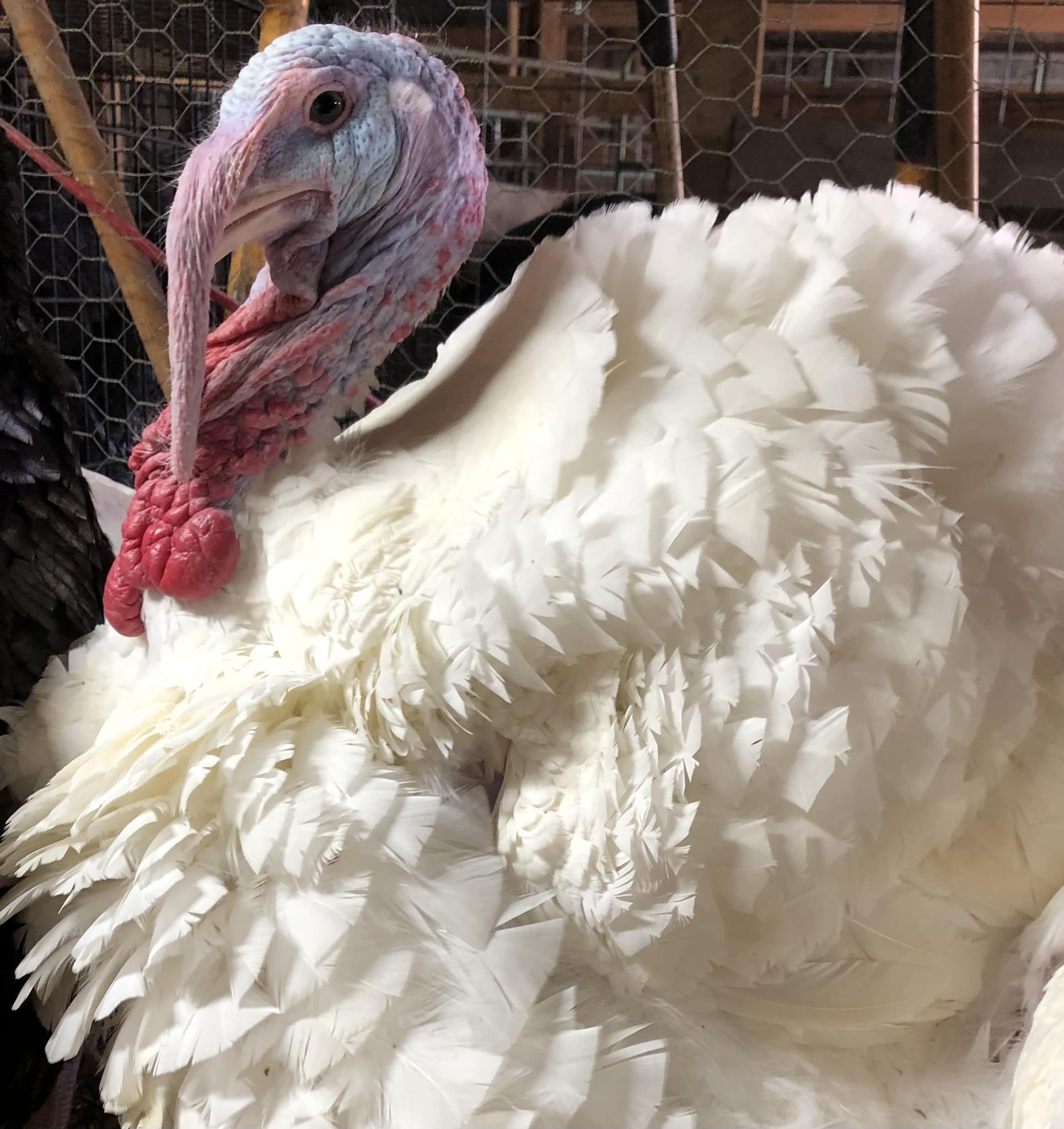 Products – Greenwood Livestock LLC